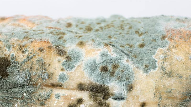 Mold in Compost: Should You Worry? - GreenCitizen