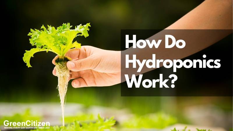 How Do Hydroponics Work? - GreenCitizen